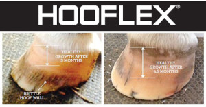 Guest Blog: Hoof Health from the Inside Out with Hooflex - Discussions ...