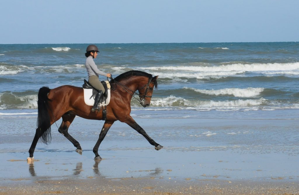 5 End-of-Summer Activities for You and Your Horse - Discussions at ...